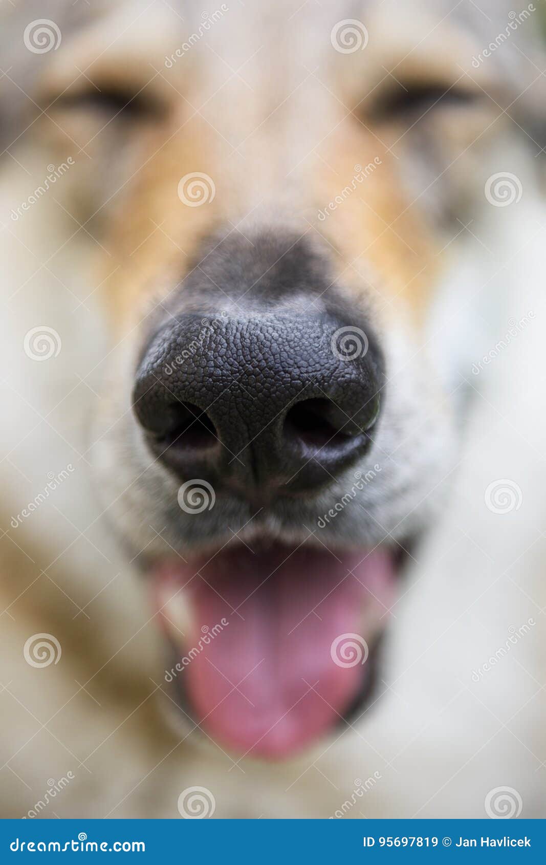 Dog nose close-up stock image. Image of brown, view, closeup - 95697819