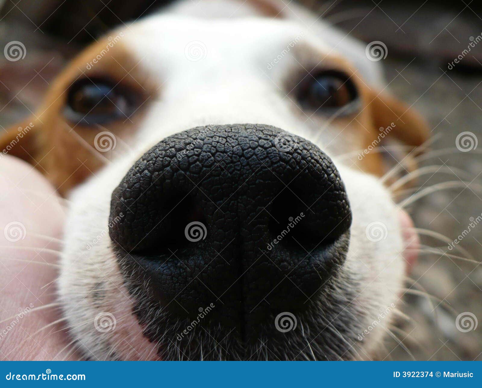 Dog nose closeup stock photo. Image of closeup, wiskers - 3922374