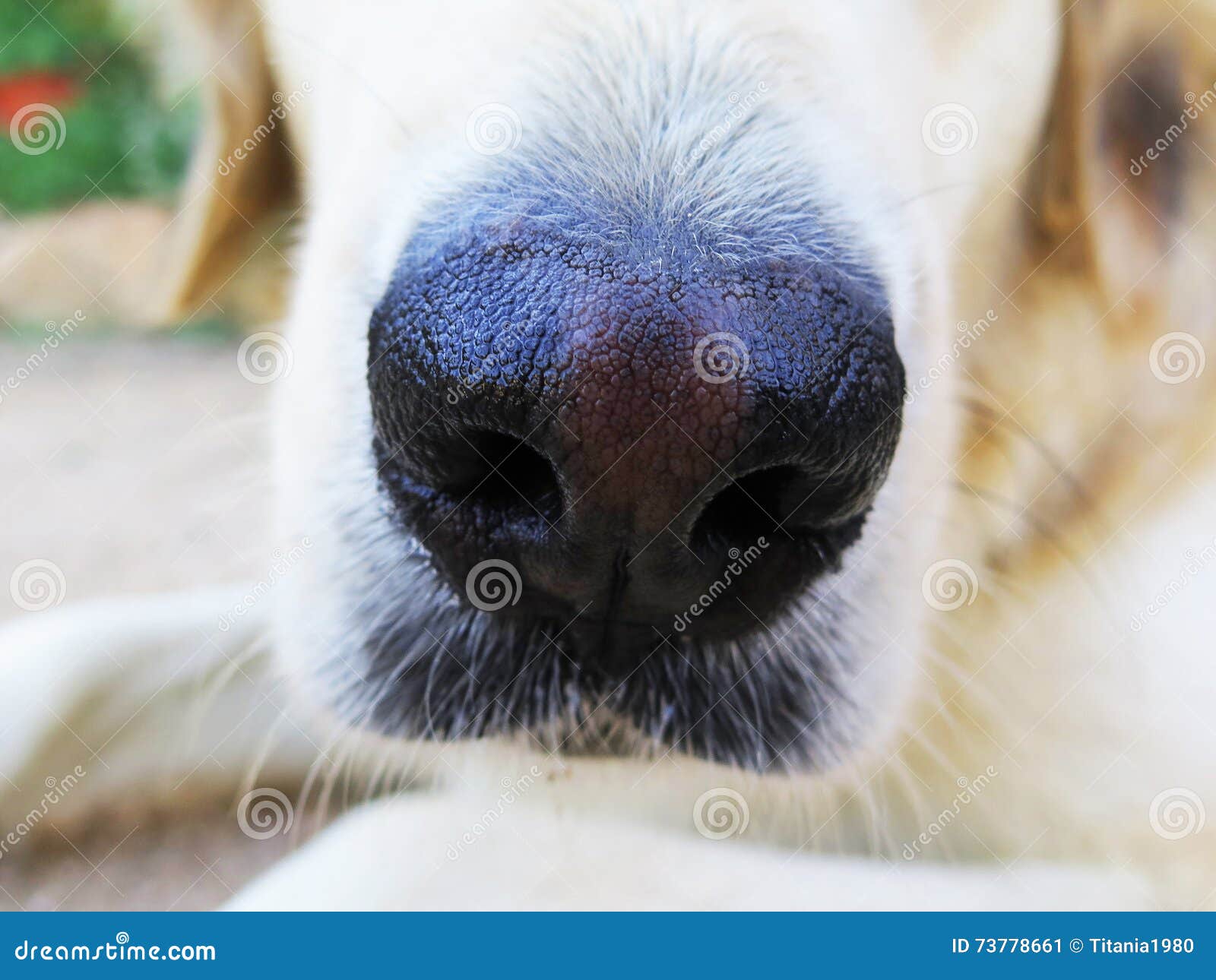 Dog nose stock image. Image of closeup, close, expression - 73778661
