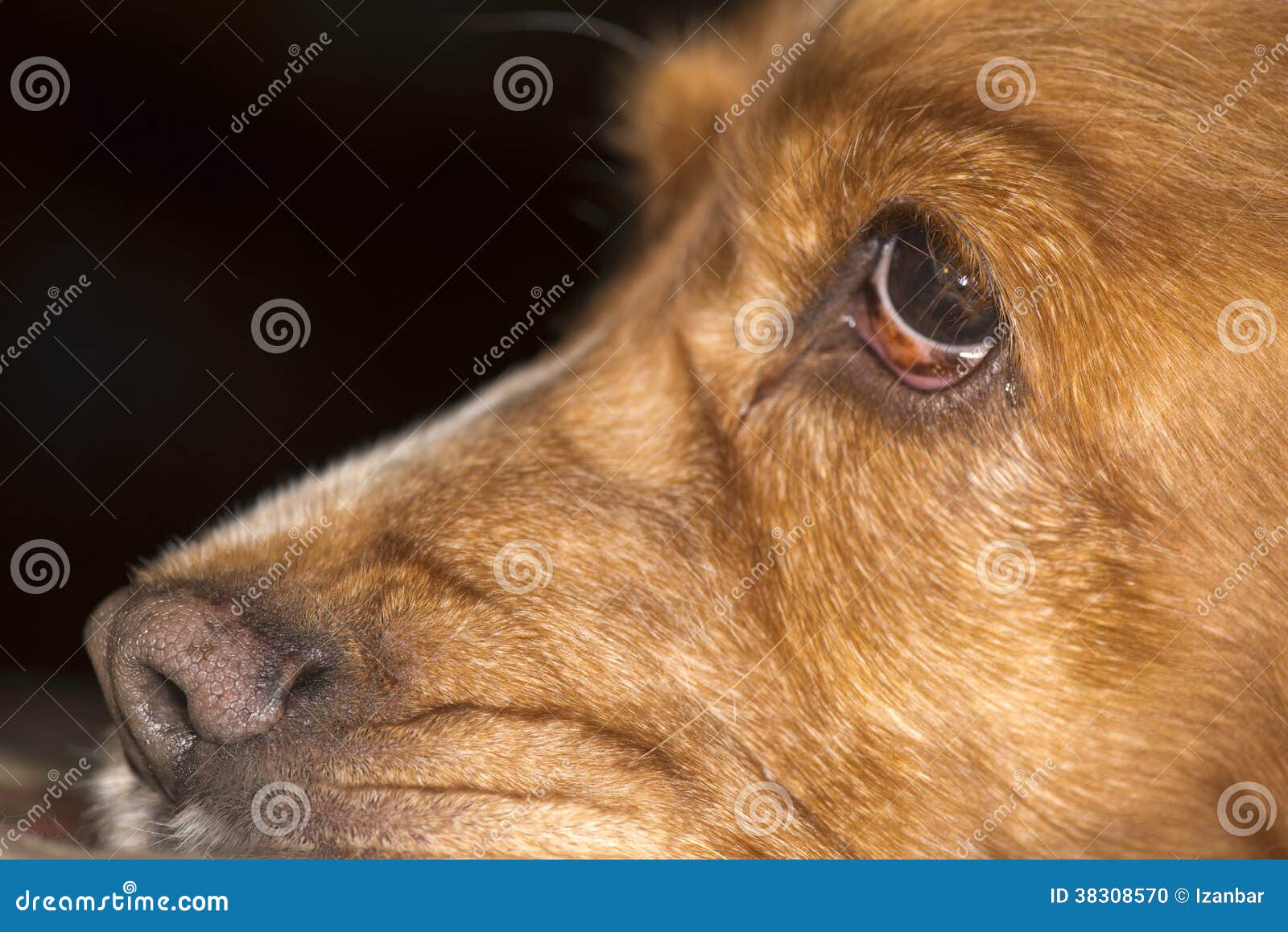Dog nose macro stock photo. Image of black, nostril, macro - 38308570
