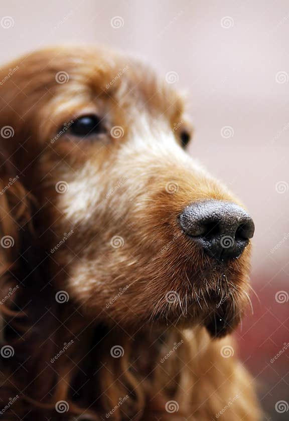 Dog nose stock image. Image of irish, friendly, brown - 93157101