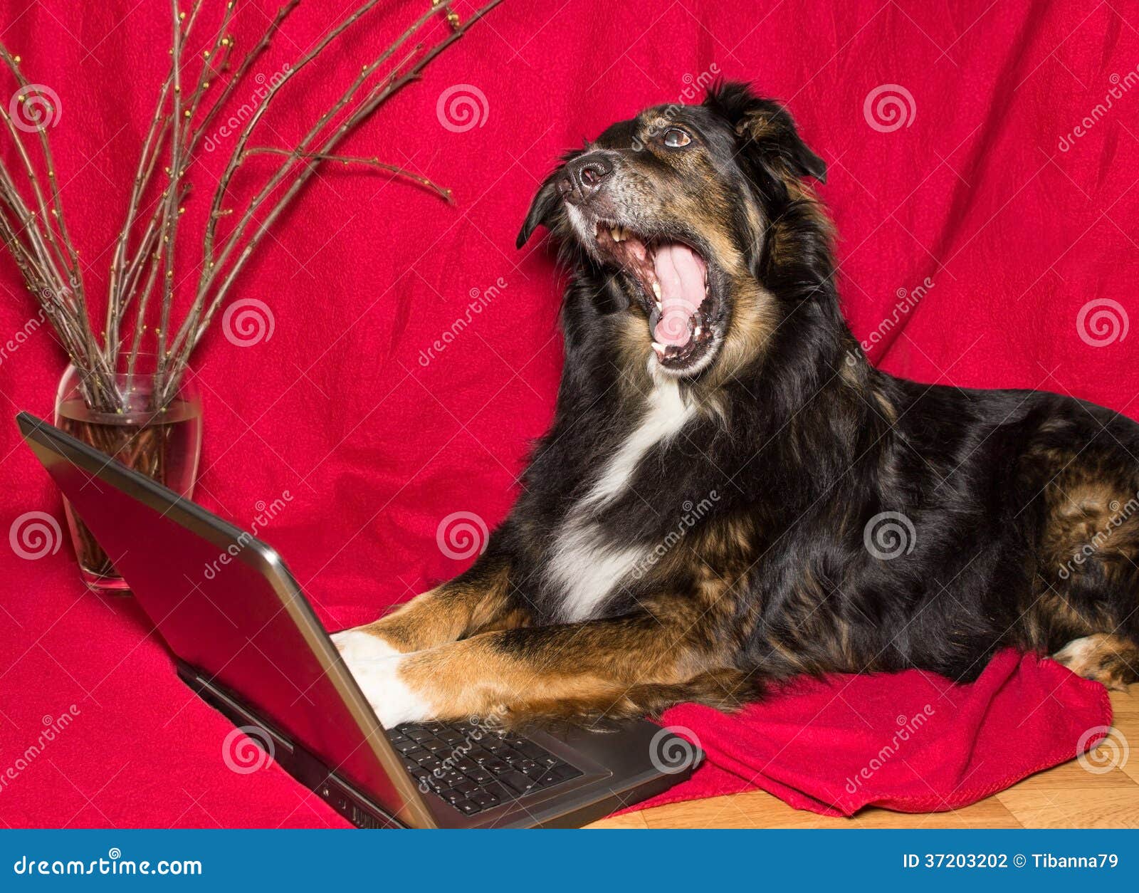 Dog with notebook yawning stock photo. Image of keyboard - 37203202