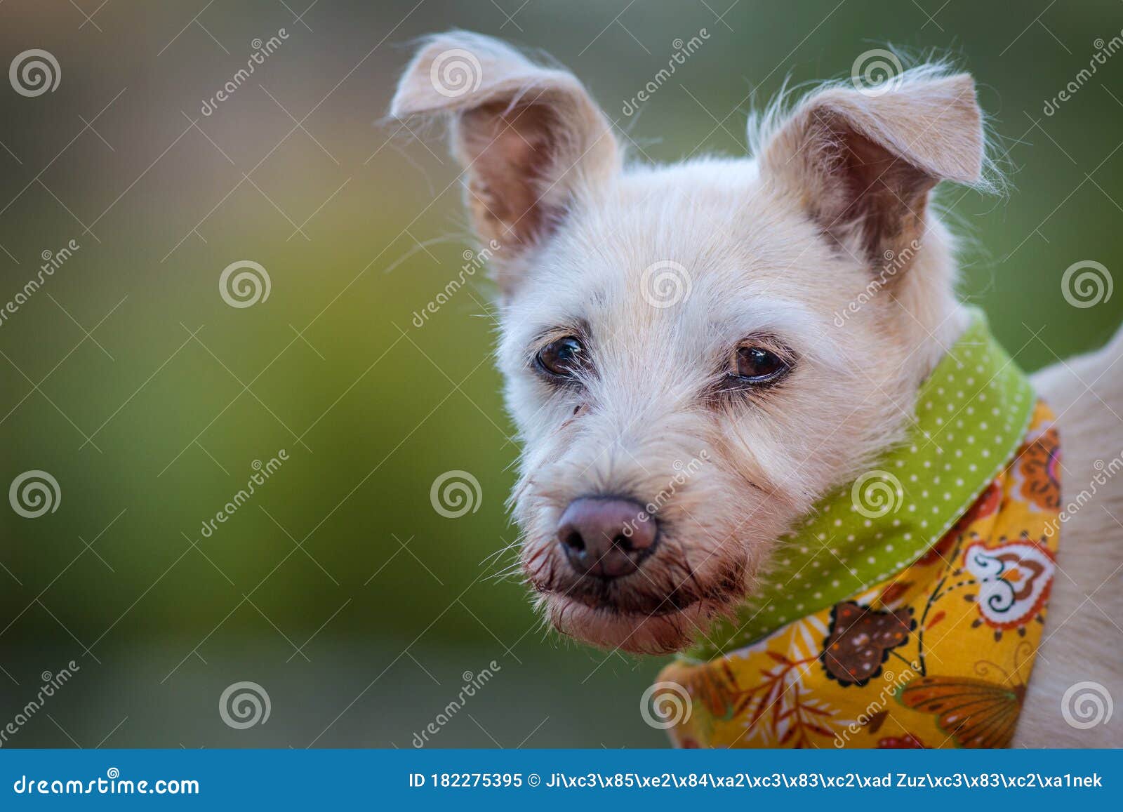 Dog Nut with a Scarf Around His Neck Stock Image - Image of domestic ...