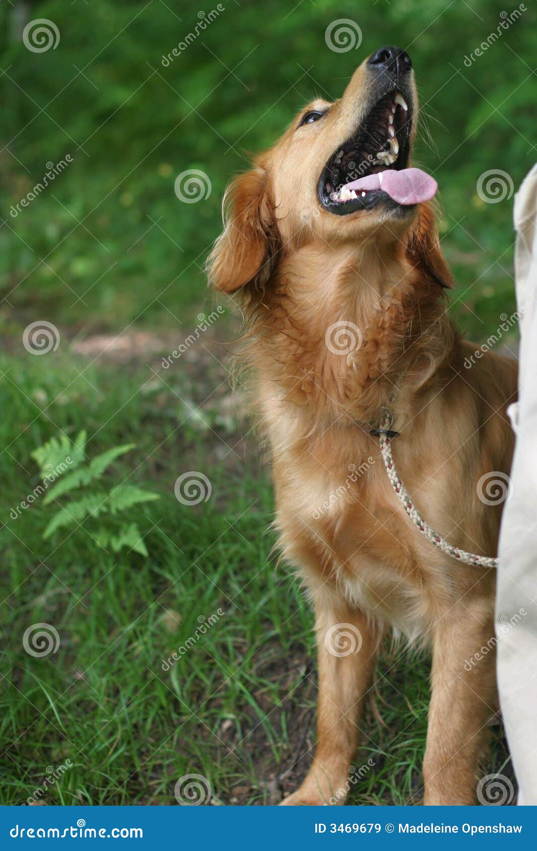 Dog Obedience stock image. Image of held, method, obedient - 3469679
