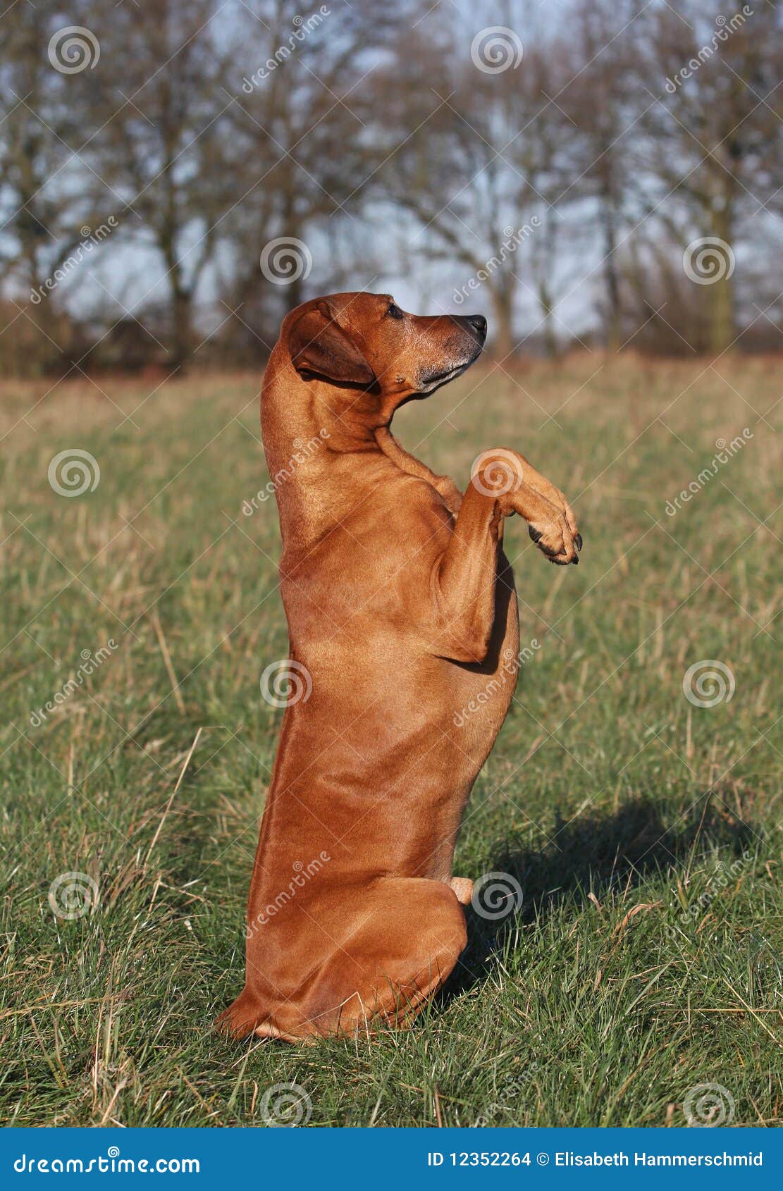 Dog Obedient stock photo. Image of hand, domestic, obedience - 12352264