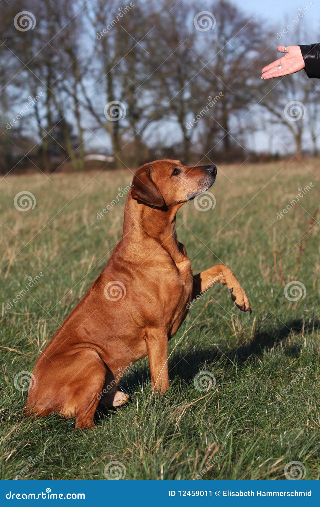 Dog Obedient Up stock image. Image of doggy, lying, deaf - 12459011