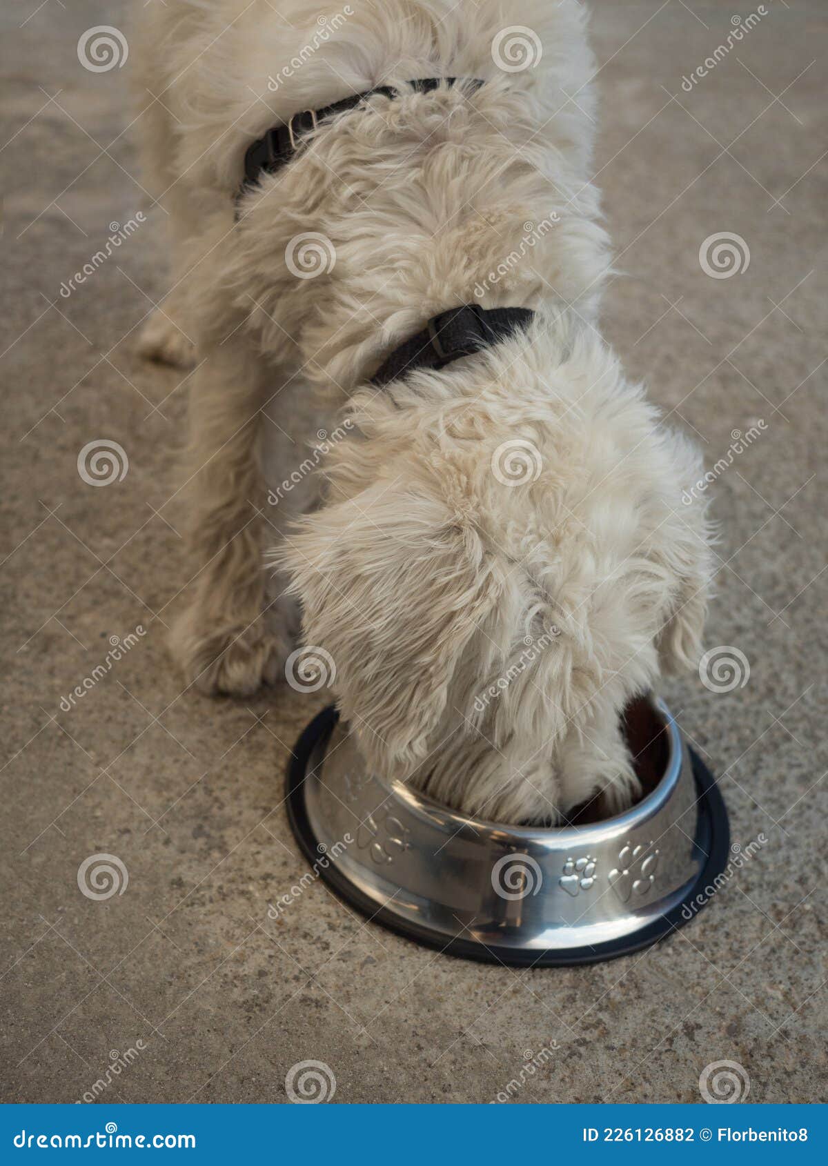 Dog Obeys Command when Told it Can Eat Stock Photo - Image of meal ...