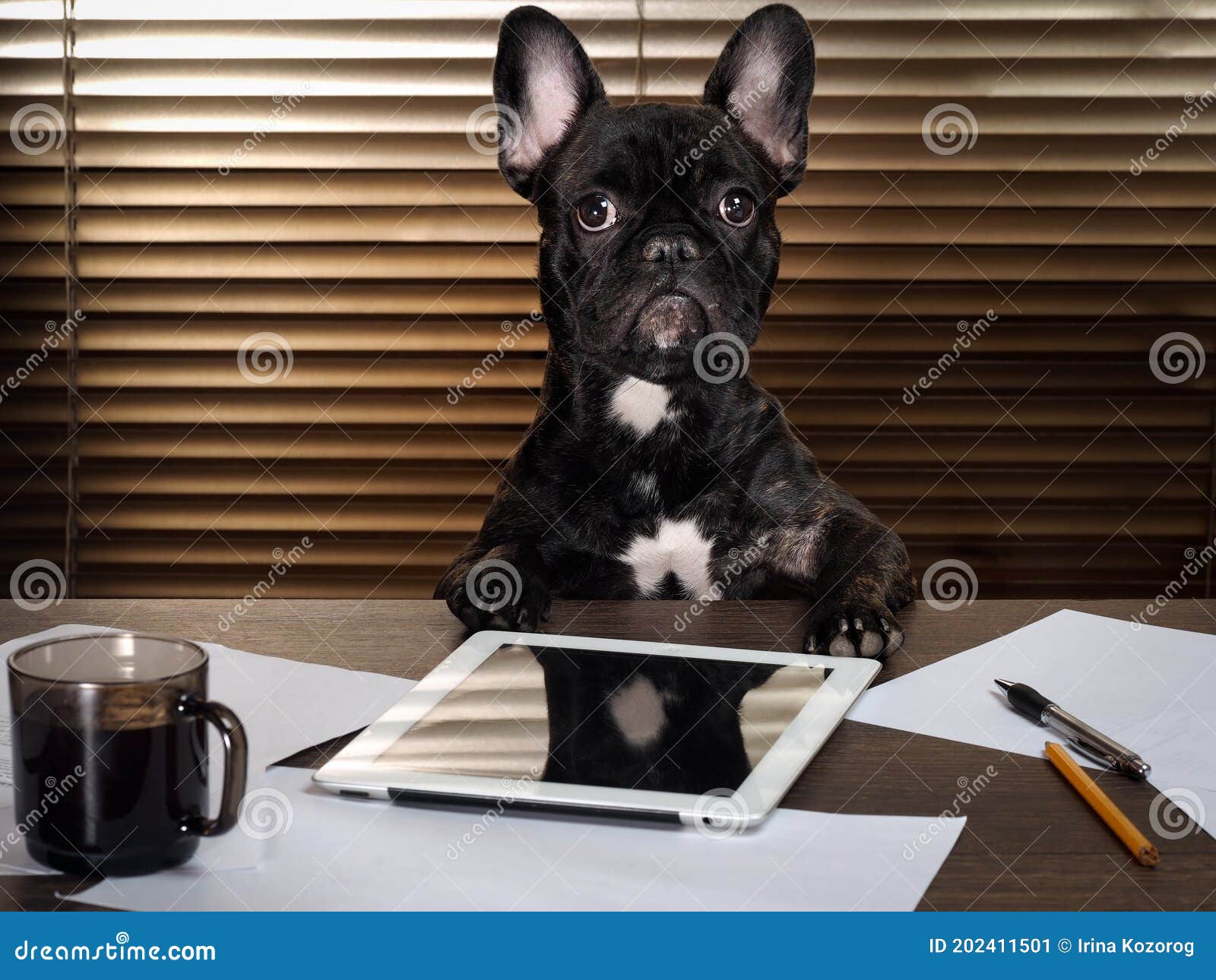 The Dog in the Office Behind a Desk Stock Image - Image of plate ...