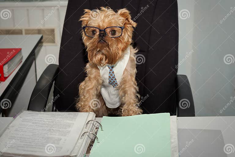 Dog - in office stock photo. Image of griffon, office - 104658156