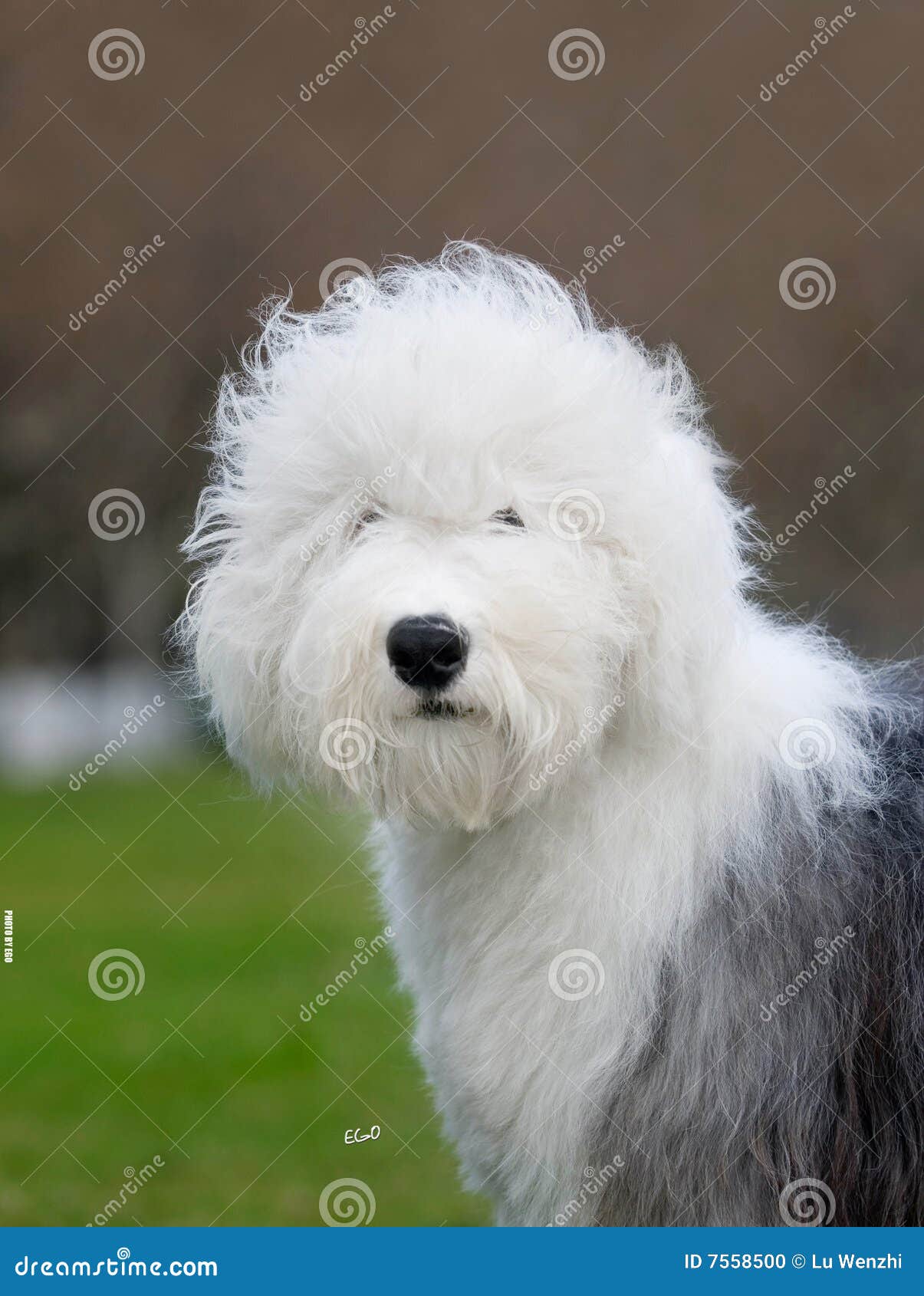 Dog Old English Sheepdog stock photo. Image of sheepdog - 7558500