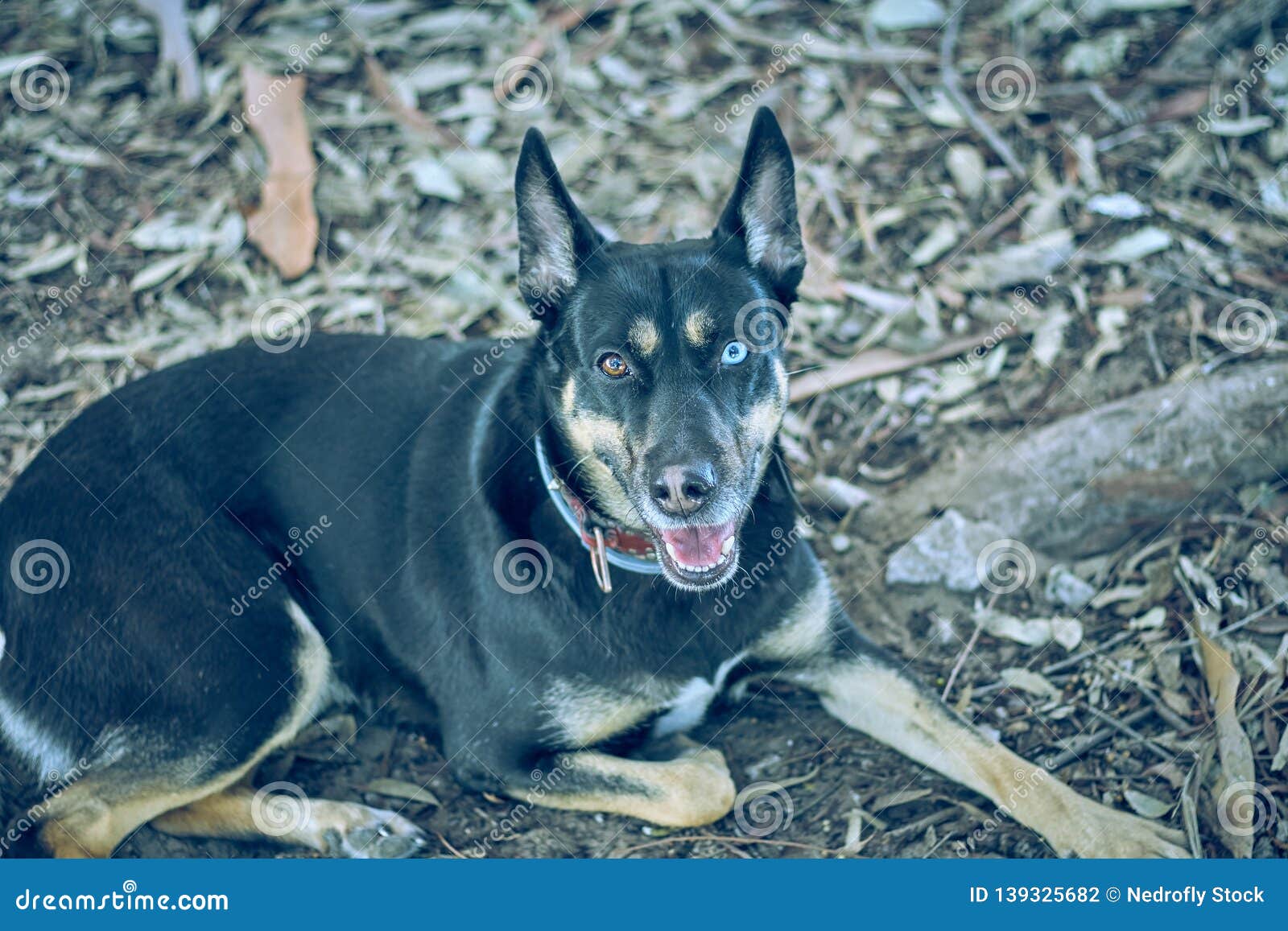 Dog with One Eye of Each Color Stock Photo - Image of park, alert ...