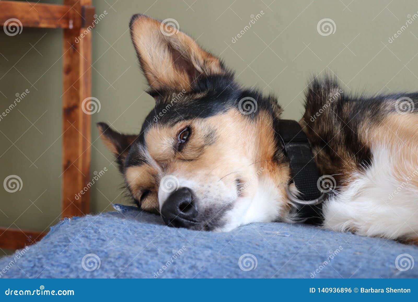 Dog with one eye open stock photo. Image of open, laying - 140936896