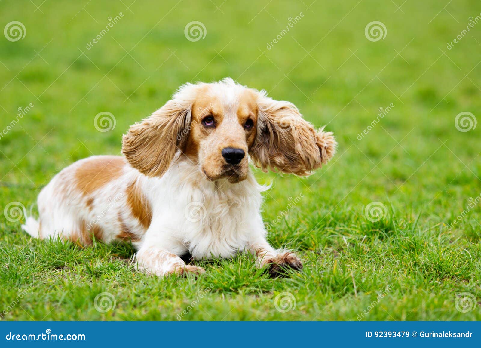 Dog outdoors stock image. Image of funny, pedigree, portrait - 92393479