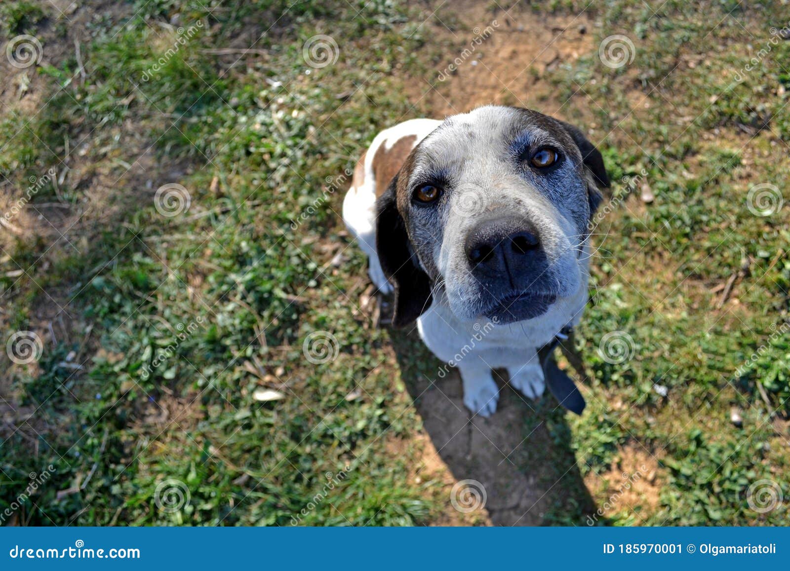 A Dog from Above Looking at the Camera. Stock Image - Image of friend ...