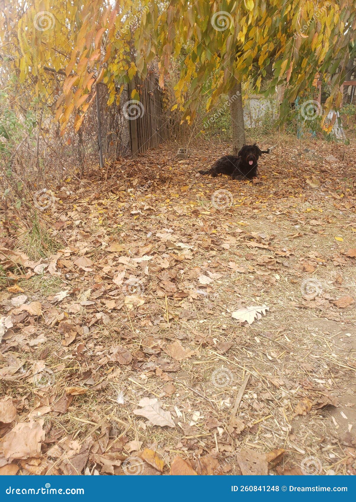 Dog Outside under tree stock photo. Image of forest - 260841248