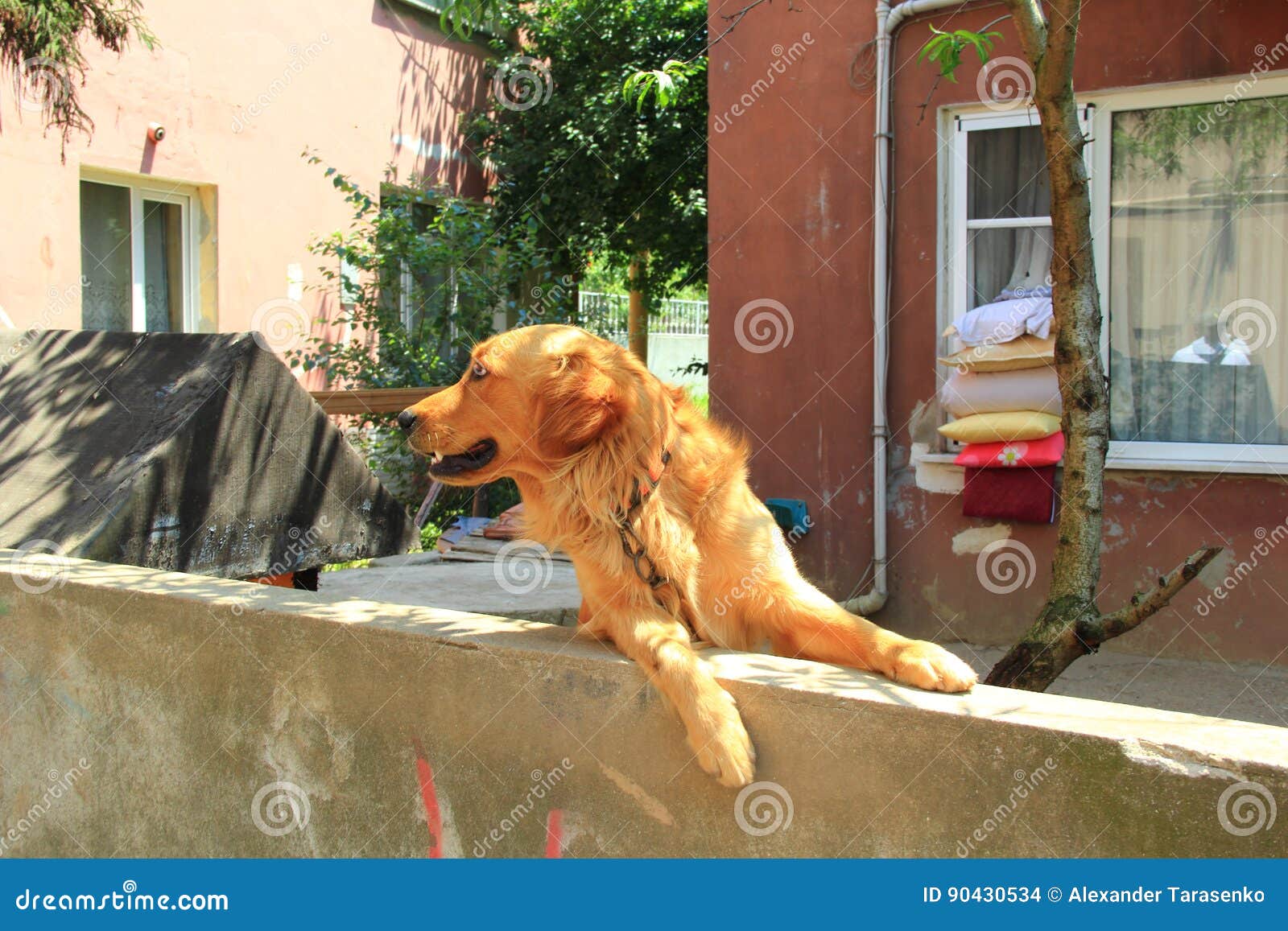 Dog over the fence stock photo. Image of street, city - 90430534