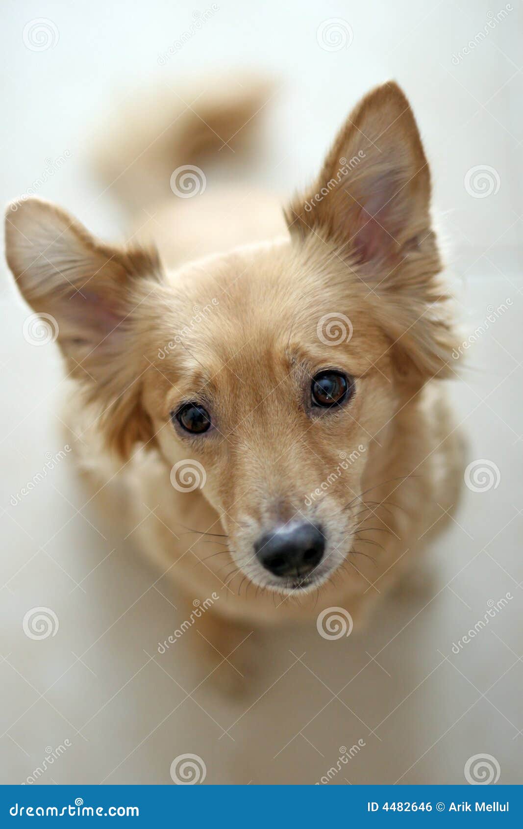 Why Do Dogs Lift Their Ears