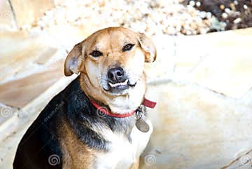 Dog with Overbite stock image. Image of animal, metaphor - 7519973