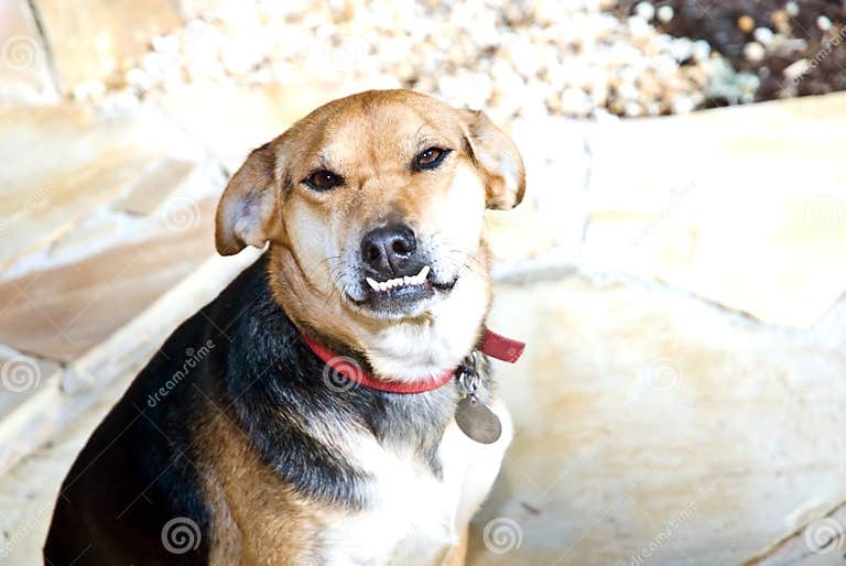 Dog with Overbite stock image. Image of animal, metaphor - 7519973