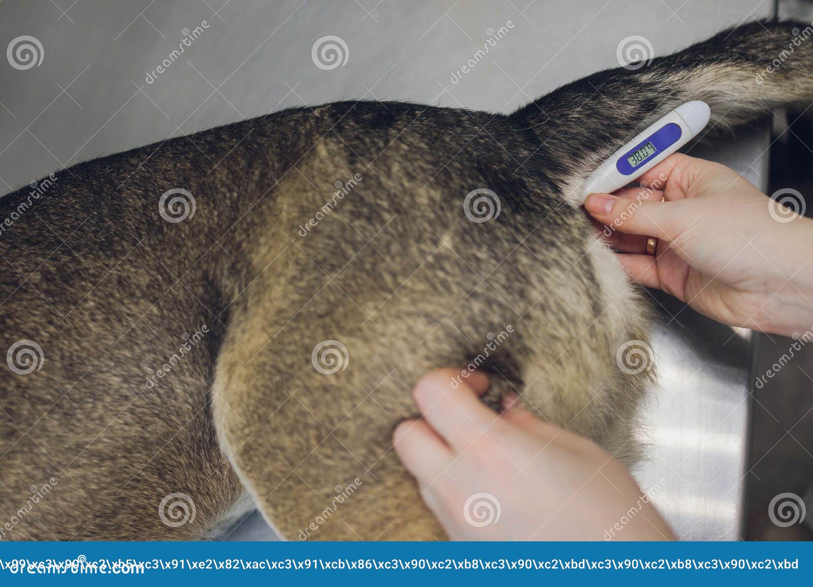 The Dog Owner Check-up the Dog Temperature. Stock Photo - Image of ...