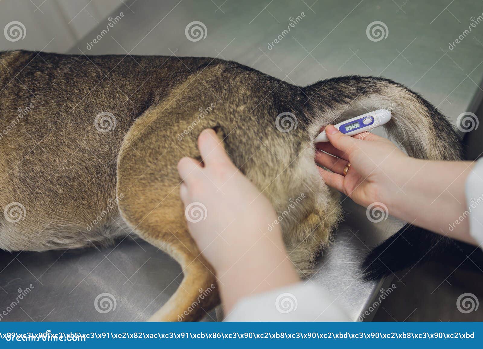 The Dog Owner Check-up the Dog Temperature. Stock Image - Image of ...