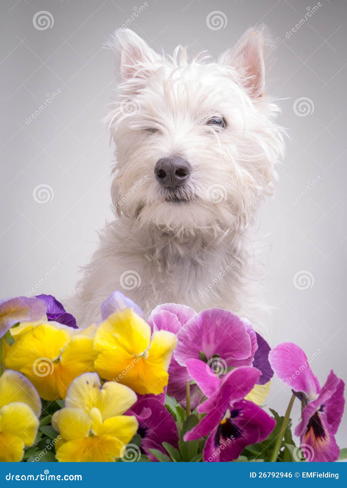 Dog among the pansies stock photo. Image of gardens, small - 26792946