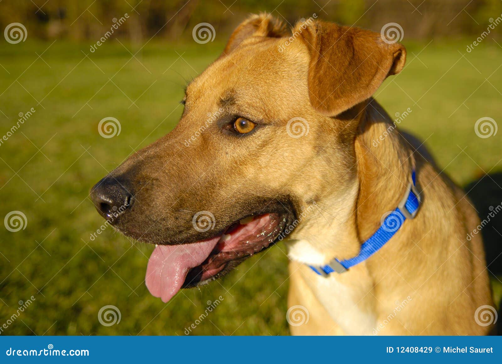 Dog panting stock image. Image of company, lovable, cute - 12408429