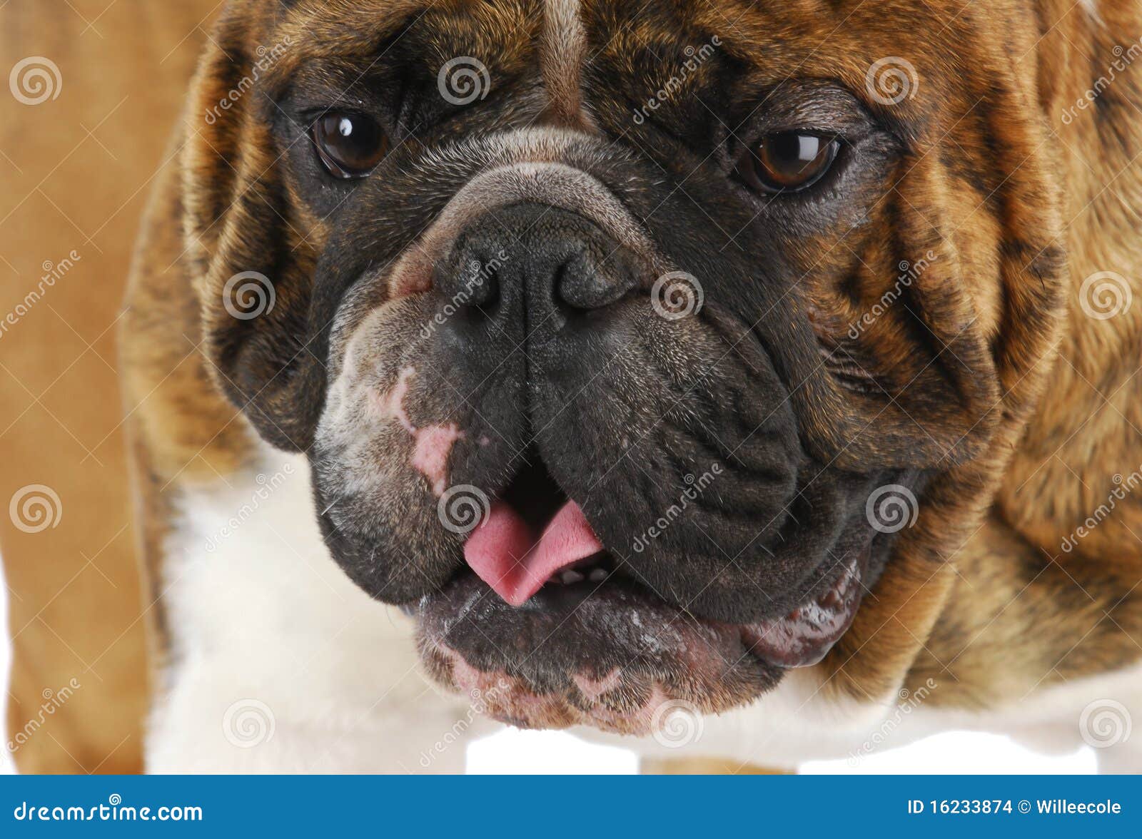 Dog panting stock photo. Image of nature, open, animal - 16233874
