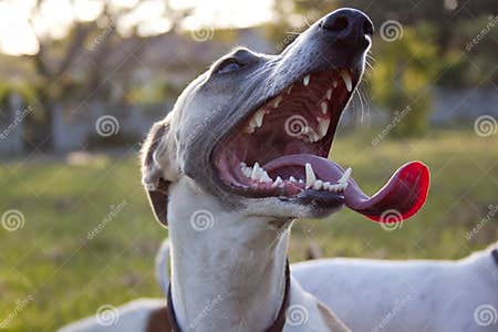 Dog Panting stock photo. Image of teeth, hanging, hound - 24551884