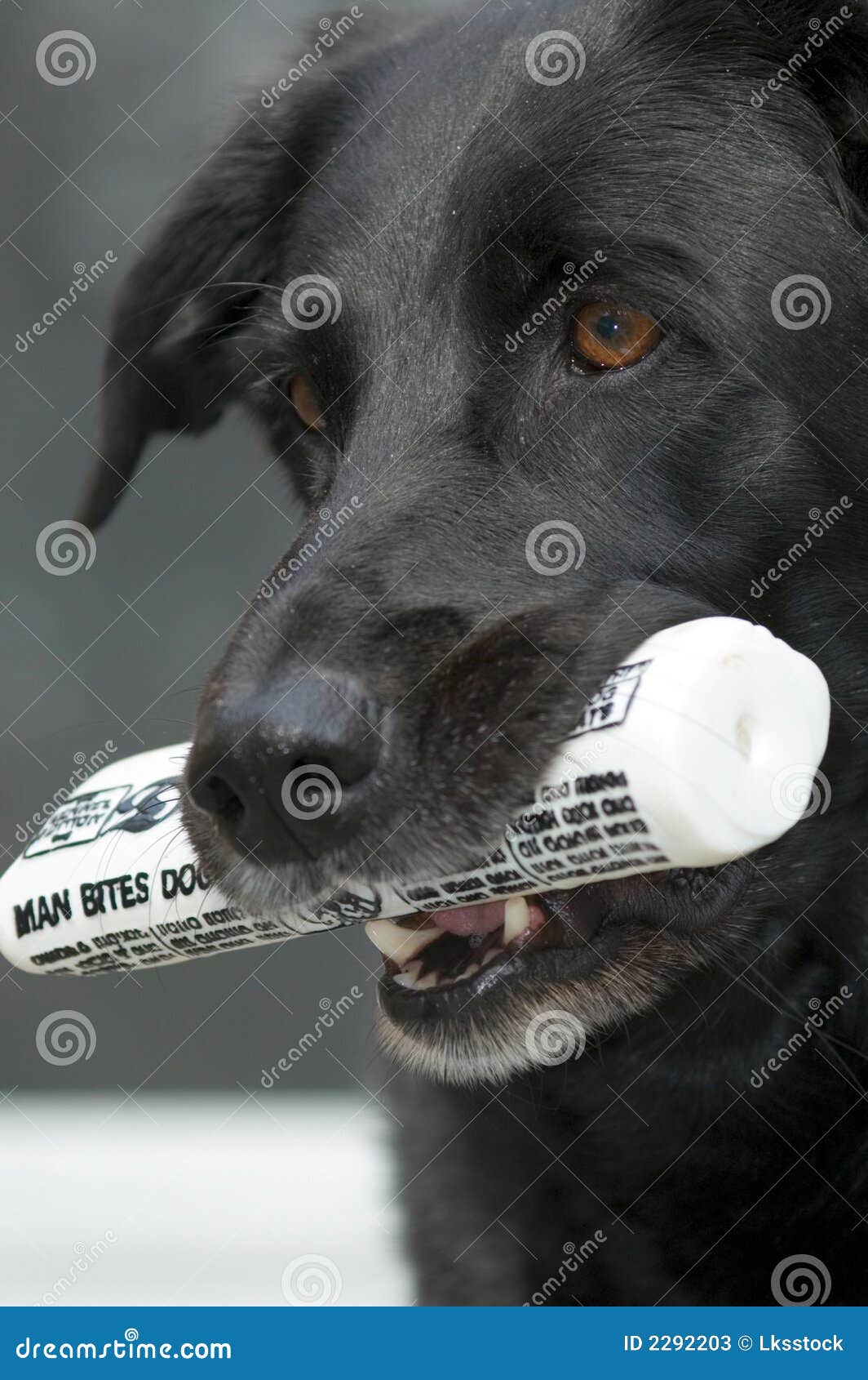 Dog with paper stock image. Image of black, humor, obedient - 2292203
