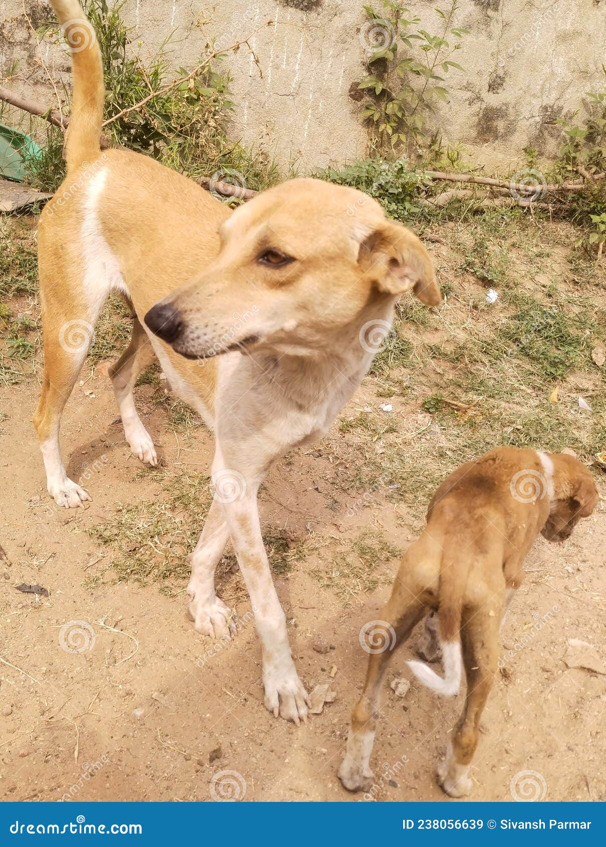 Dog and Pappy stock image. Image of hound, nose, animal - 238056639