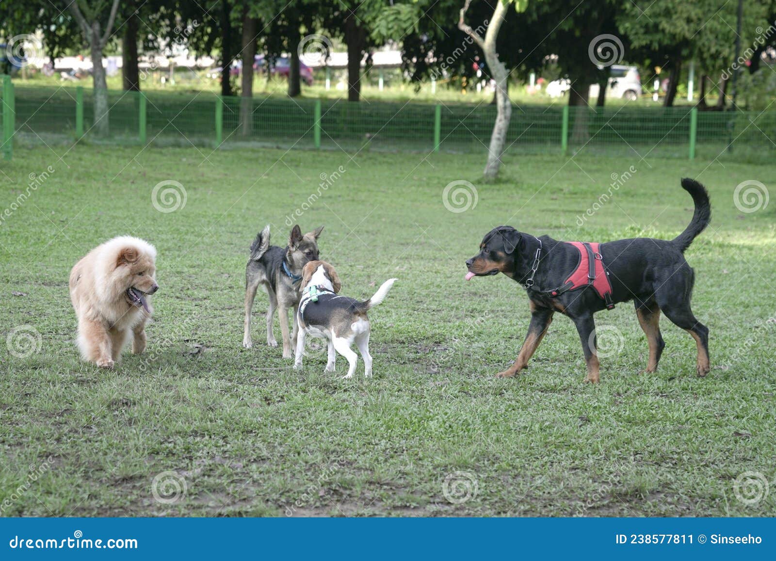 Dog Park, Group of Dogs of Different Breed Playing Together Stock Image ...