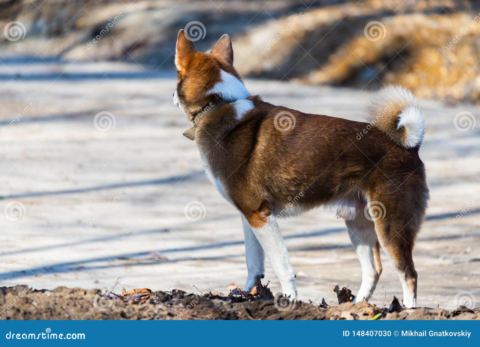 Dog in Park Looking at Owner. Back View Stock Photo - Image of young ...