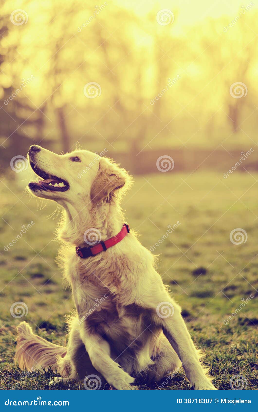 Dog in the park stock image. Image of cute, outside, labrador - 38718307