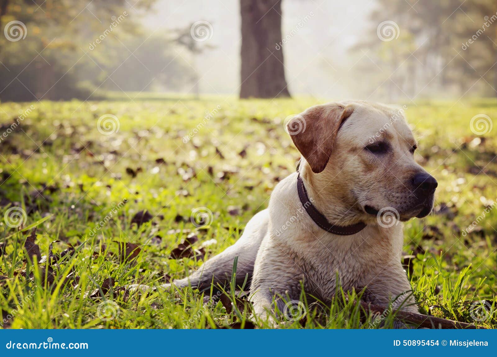 Dog in the park stock photo. Image of instagram, hand - 50895454