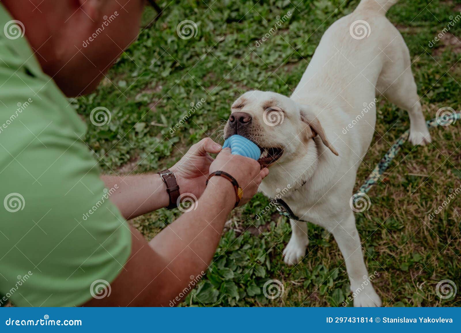 Dog in Park Playing with Owner with Ball Stock Photo - Image of ...