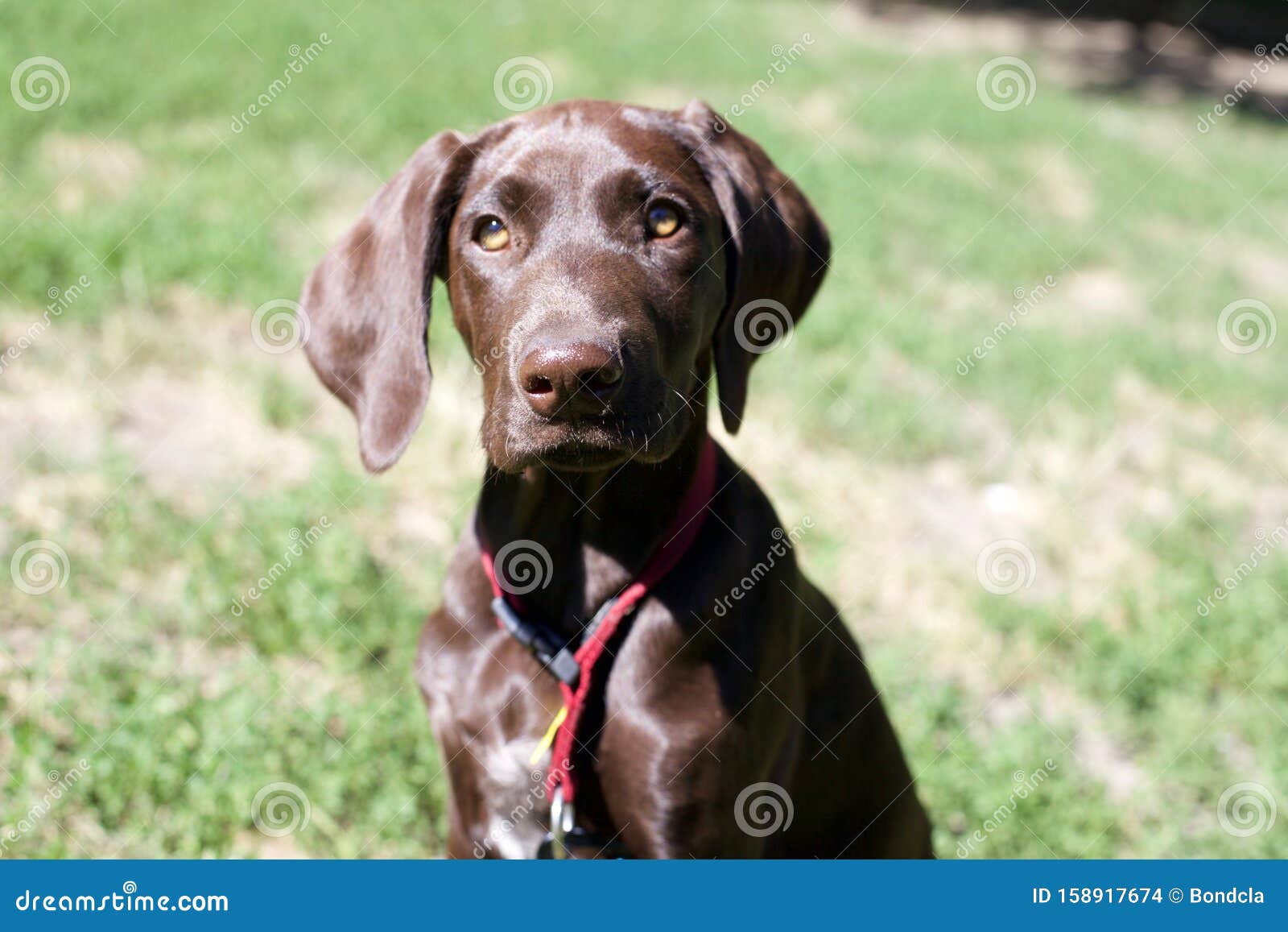 Shiny Chocolate Brown Pointer Dog Puppy Stock Photo - Image of golden ...