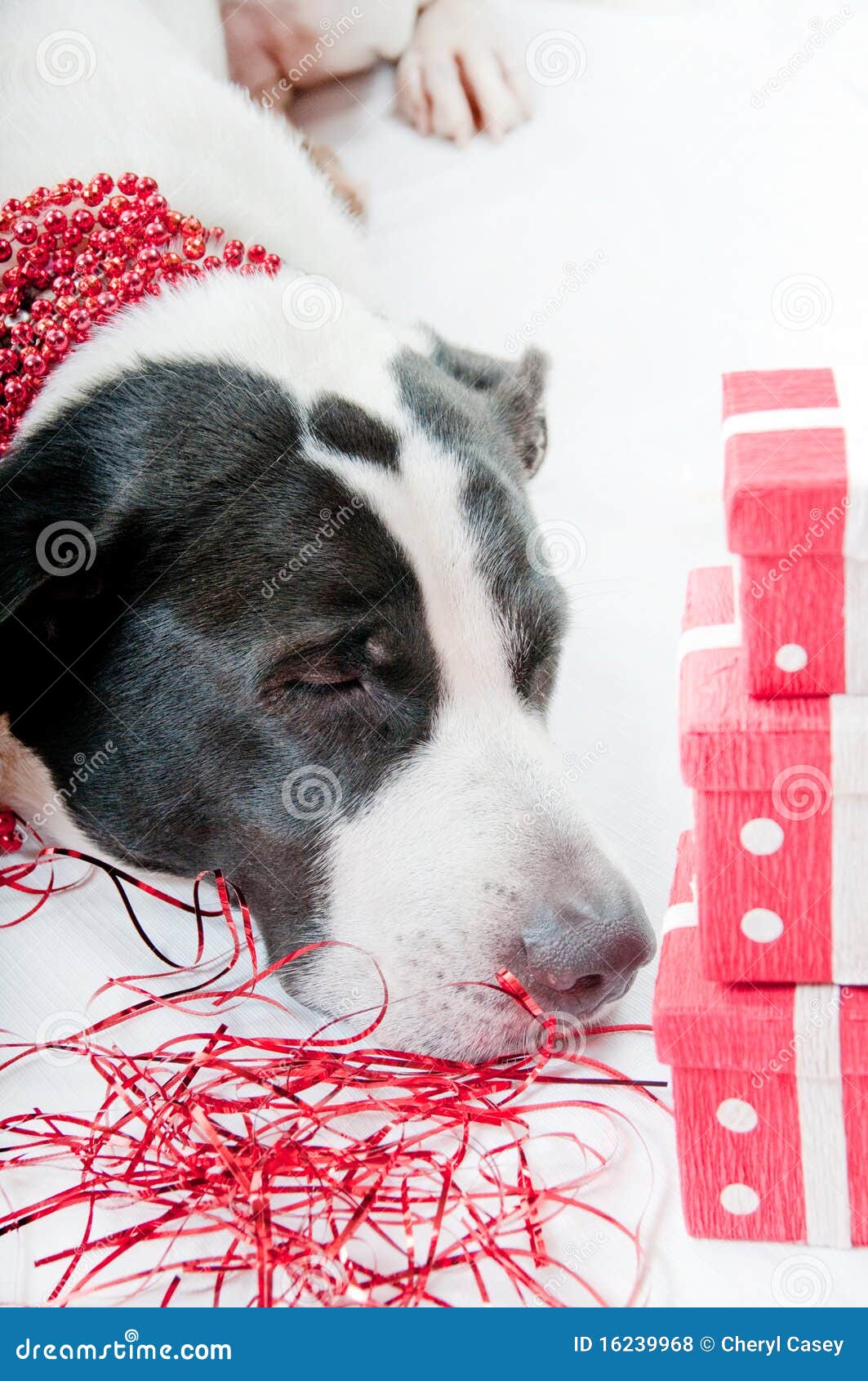 Dog at party stock photo. Image of sweet, present, party - 16239968