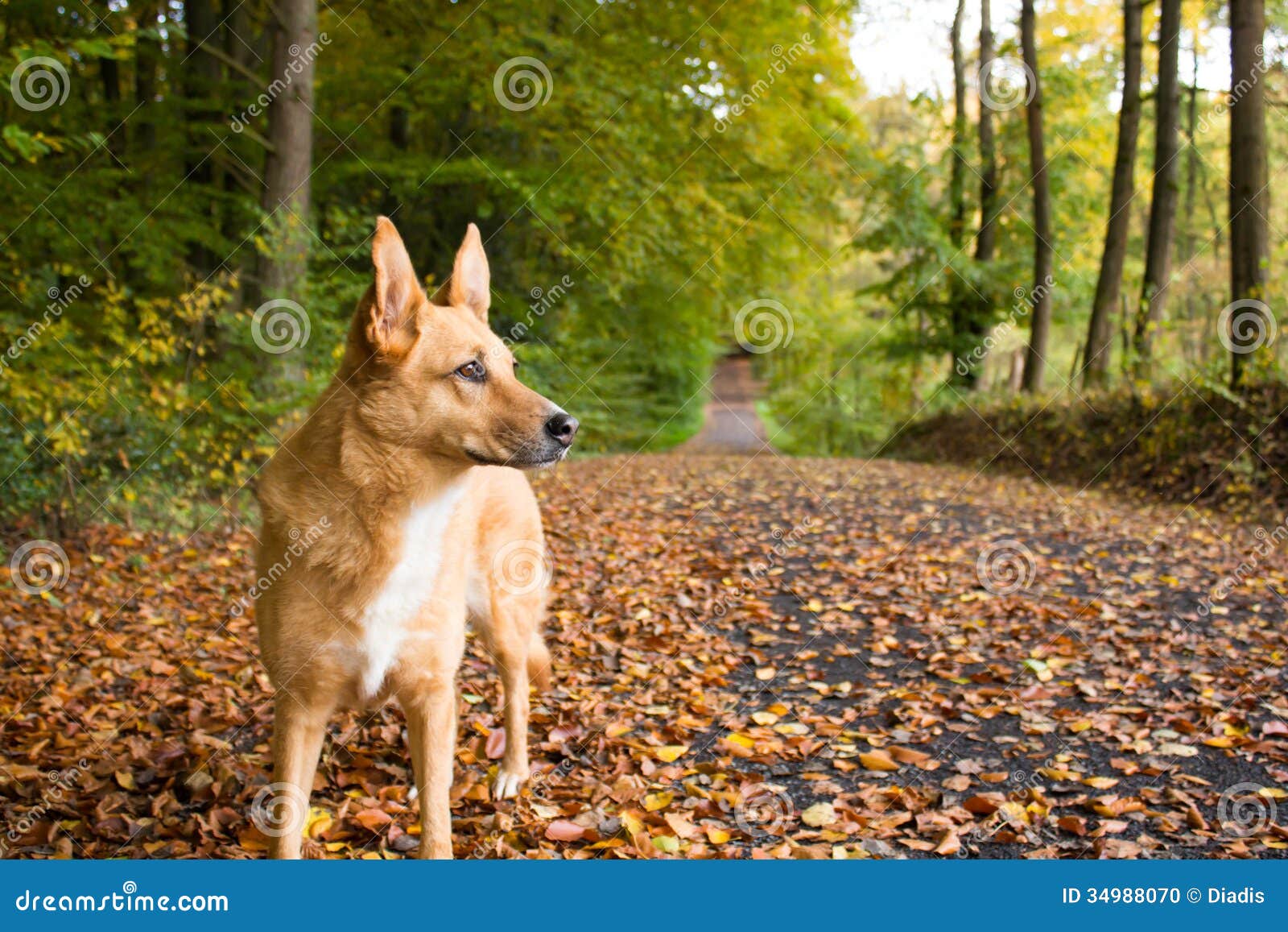 Dog on path stock photo. Image of dingo, season, portrait - 34988070