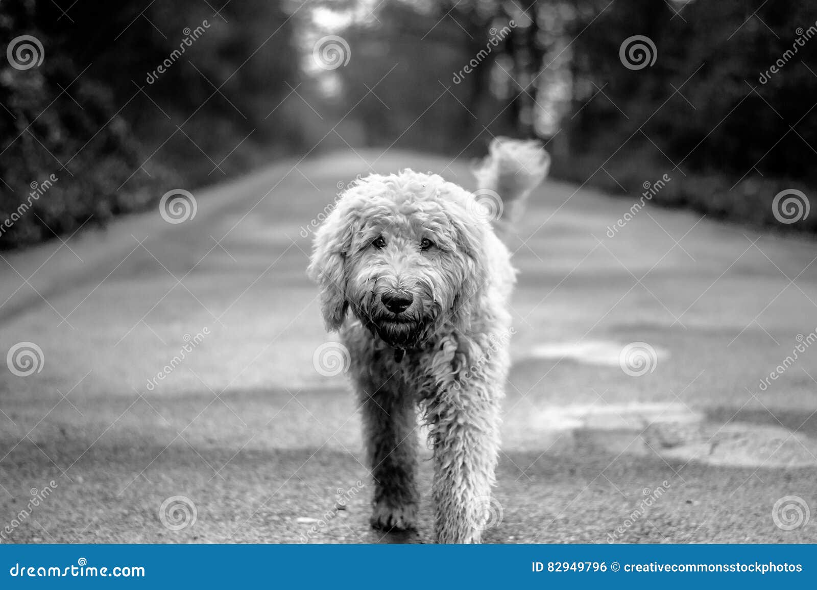 Dog On Path Picture. Image: 82949796