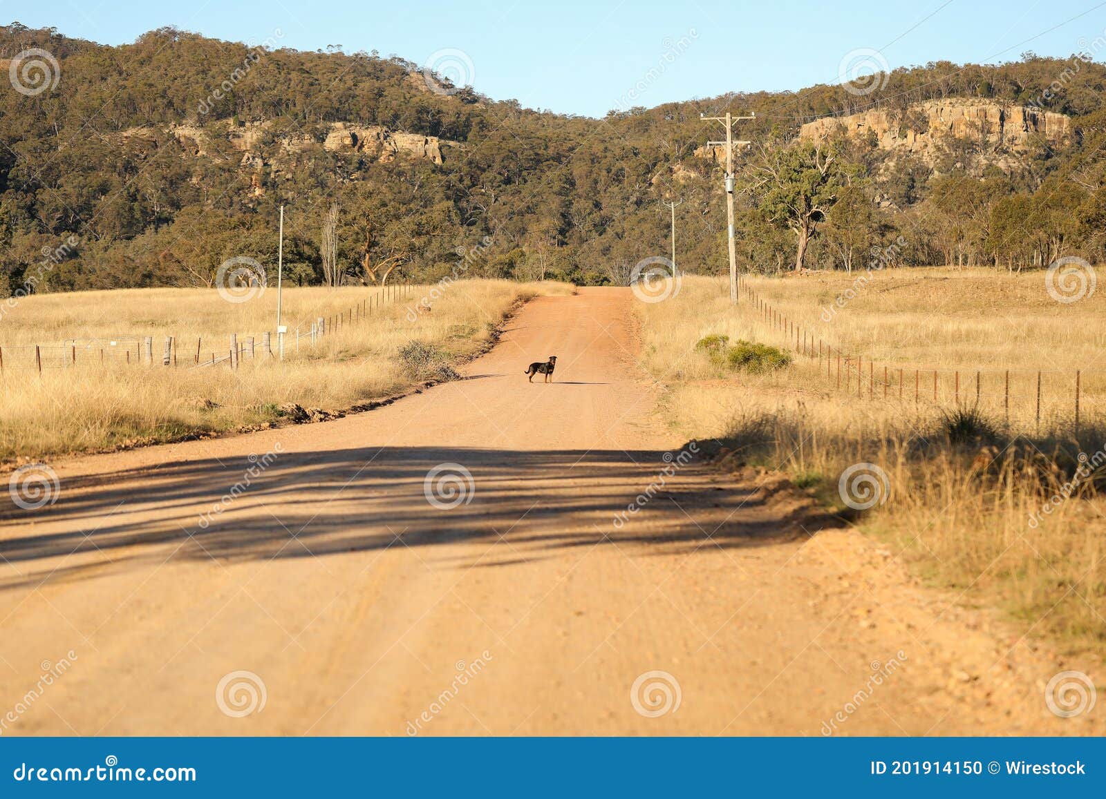 Dog on a Pathway in a Field Surrounded by Mountains Stock Photo - Image ...