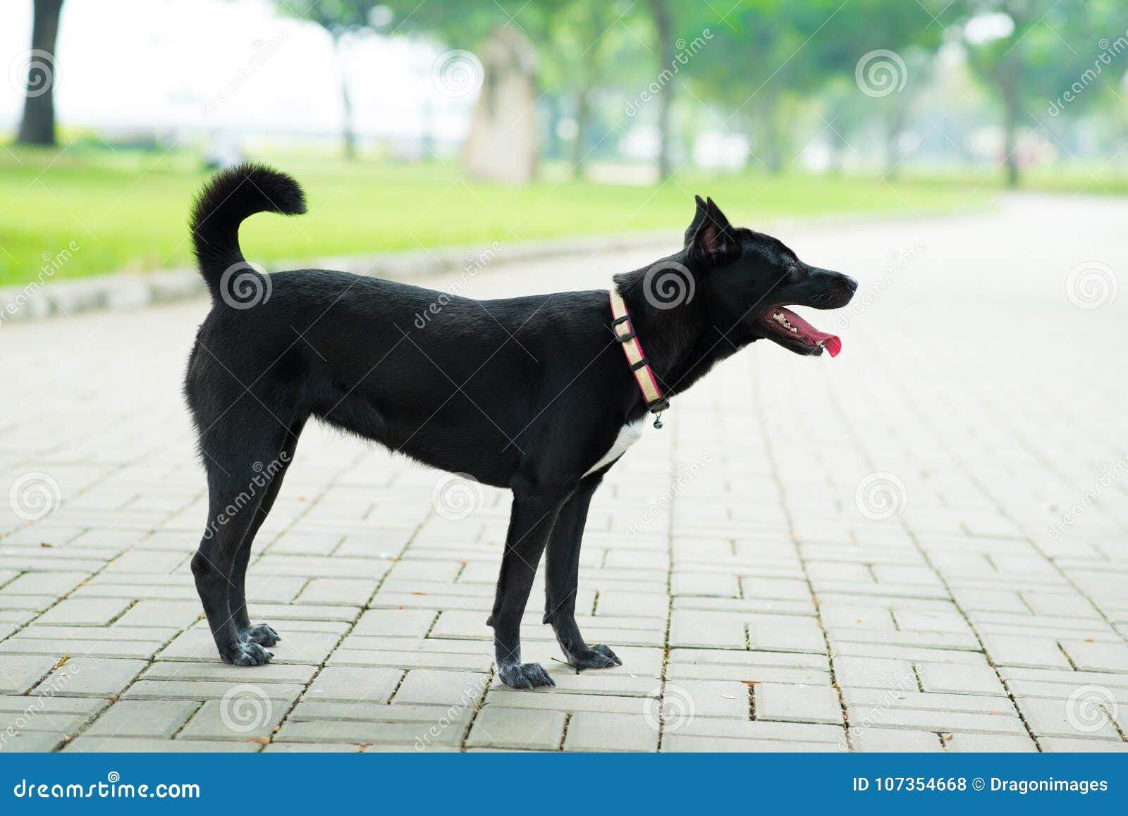 Dog on pavement stock photo. Image of playing, summer - 107354668