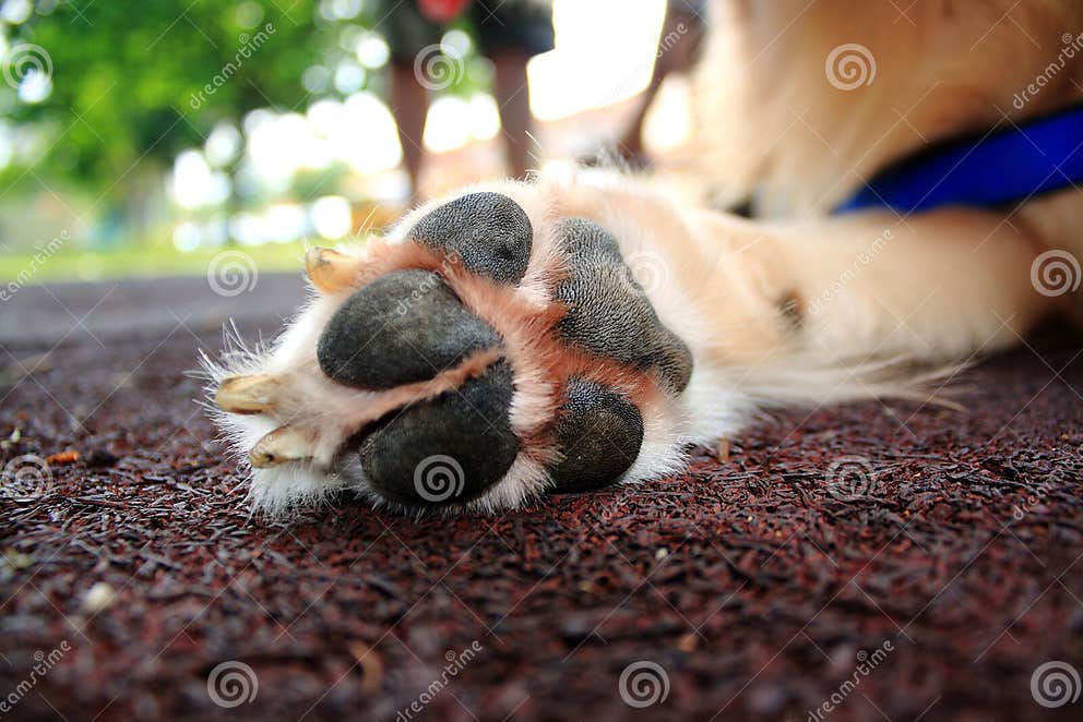 Dog Paw stock photo. Image of closeup, friend, macro - 14336370
