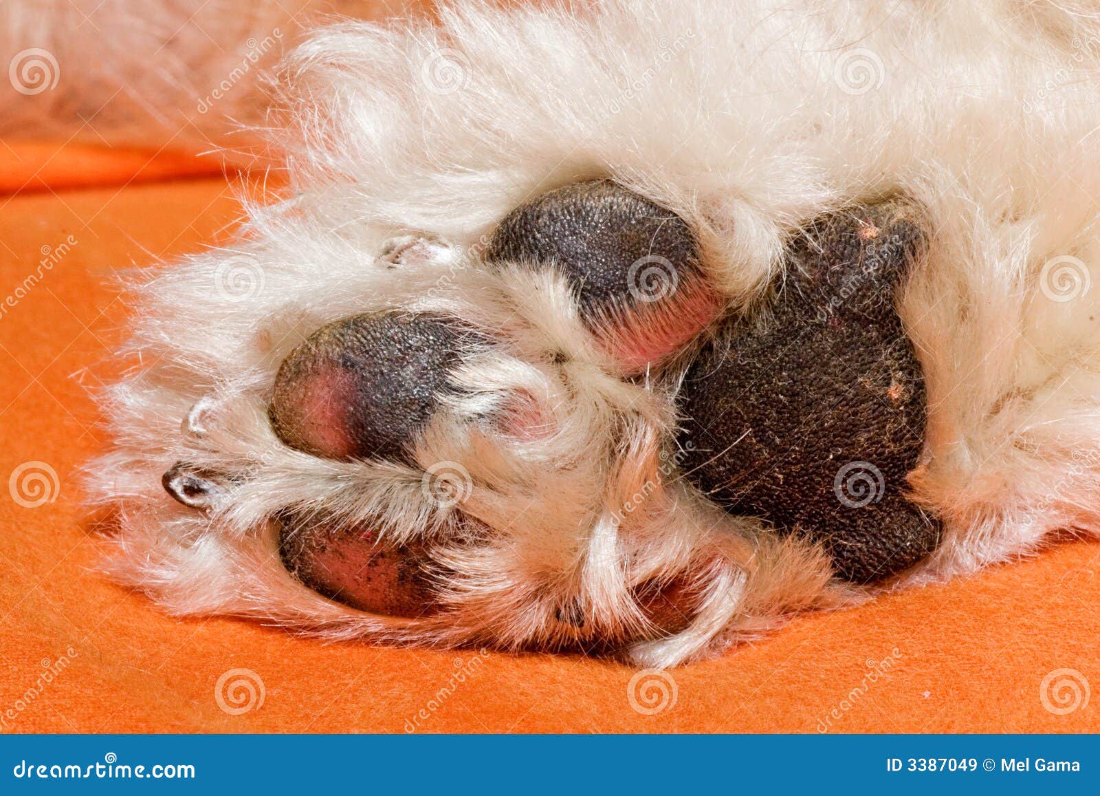 Dog paw stock image. Image of comfortable, life, animal - 3387049