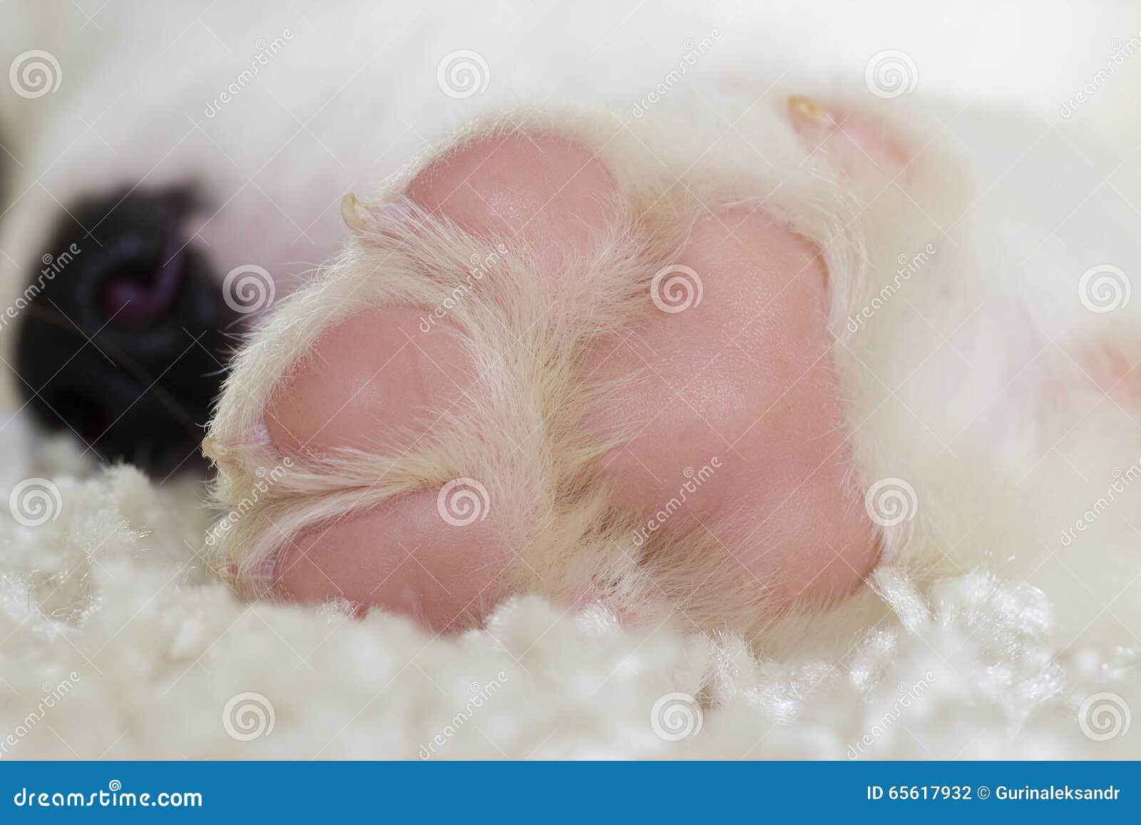 Dog paw close-up stock photo. Image of pets, close, large - 65617932