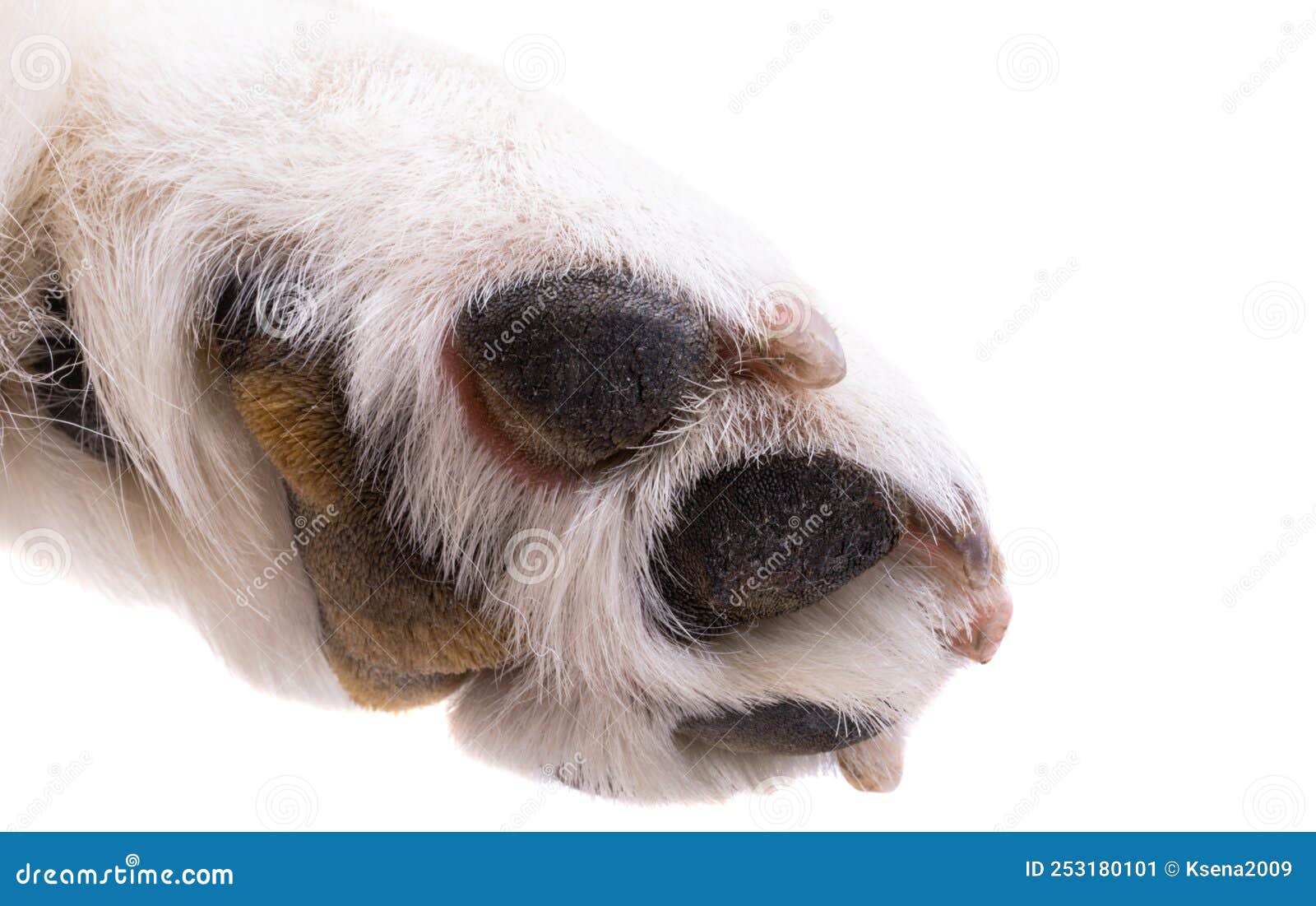Dog paw close up, macro stock image. Image of adorable - 253180101