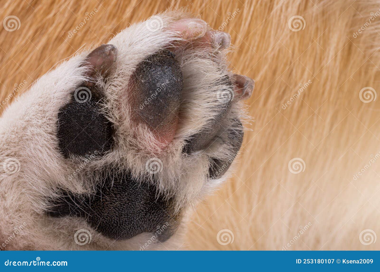 Dog paw close up, macro stock image. Image of care, animal - 253180107