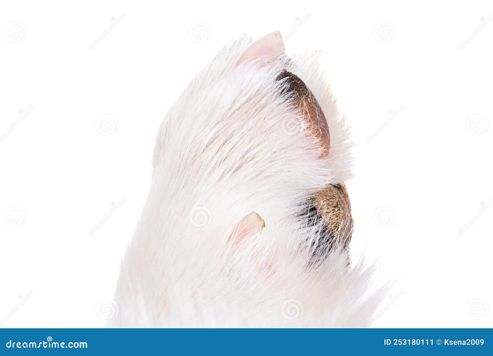 Dog paw close up, macro stock image. Image of macro - 253180111