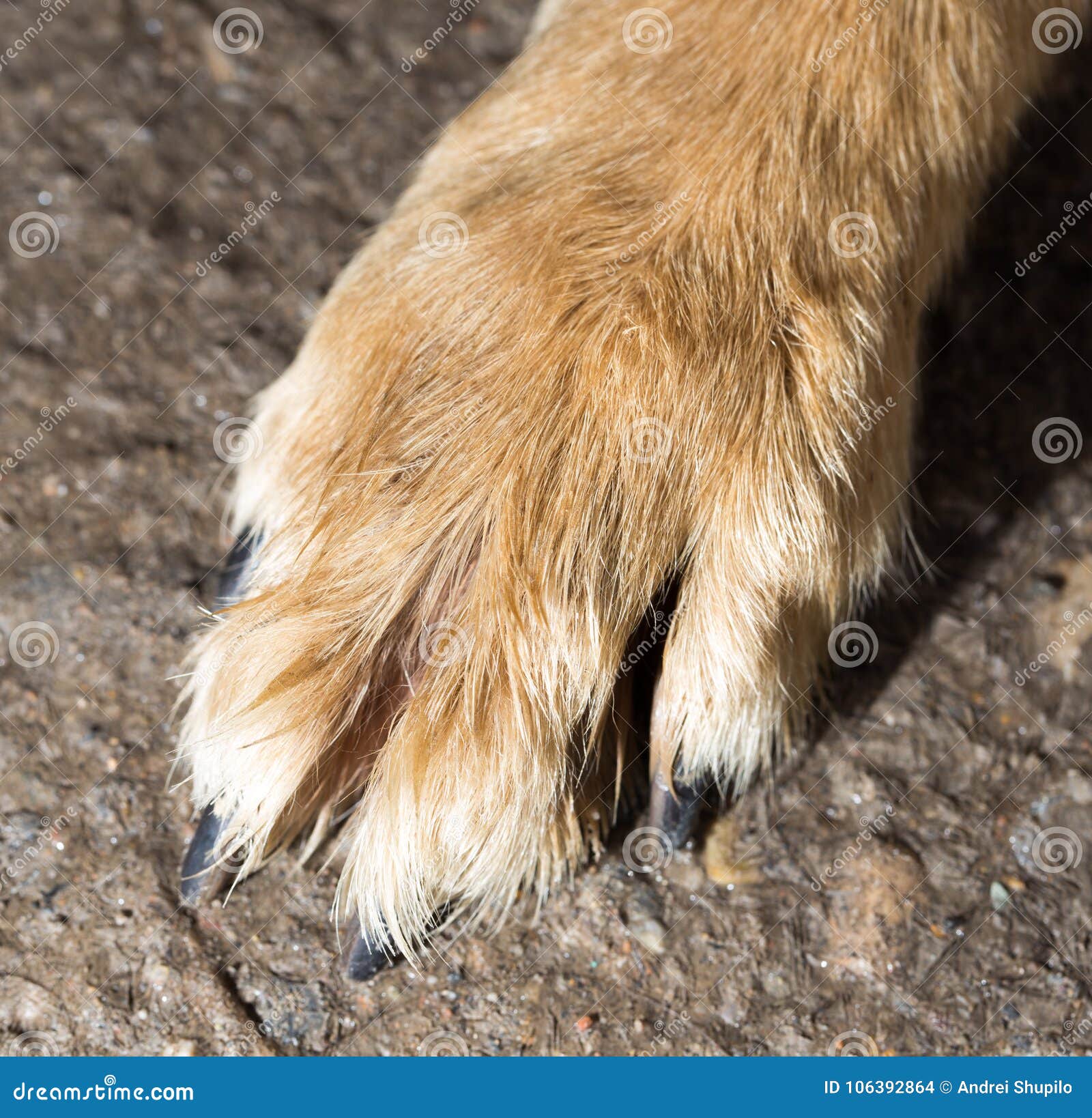 Dog paw on the ground stock photo. Image of closeup - 106392864