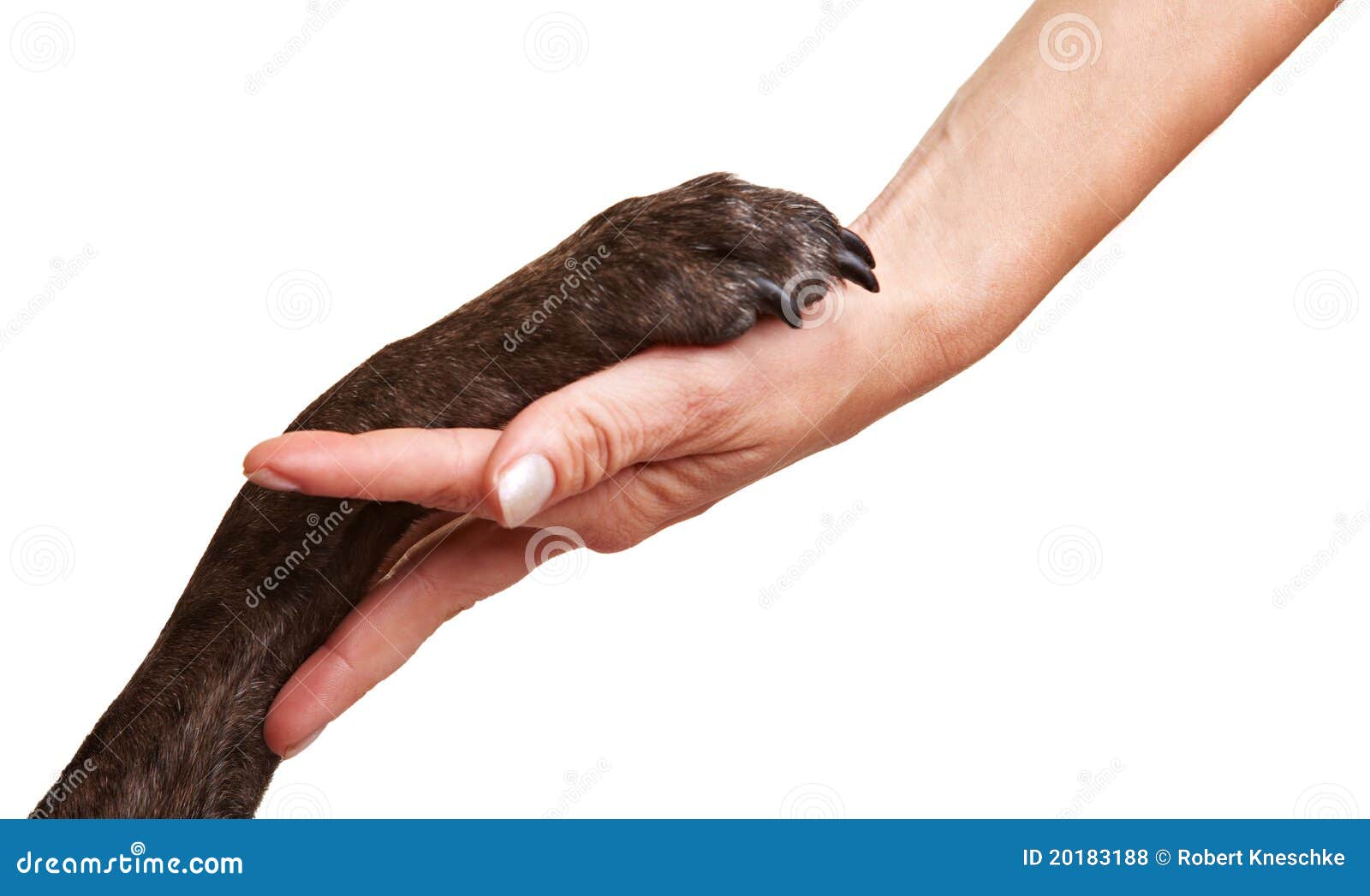Dog Paw and Hand Doing Handshake Stock Photo - Image of finger, order ...